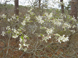 shad bush | Mary Richmond's Cape Cod Art and Nature