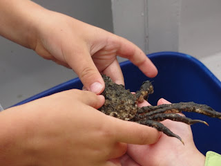 Spider Crabs! | Mary Richmond's Cape Cod Art and Nature