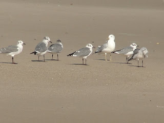 autumn on cape cod | Mary Richmond's Cape Cod Art and Nature