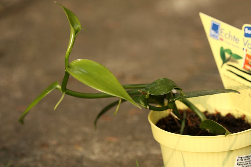 Zielona Chata: Uprawa wanilii płaskolistnej w domu