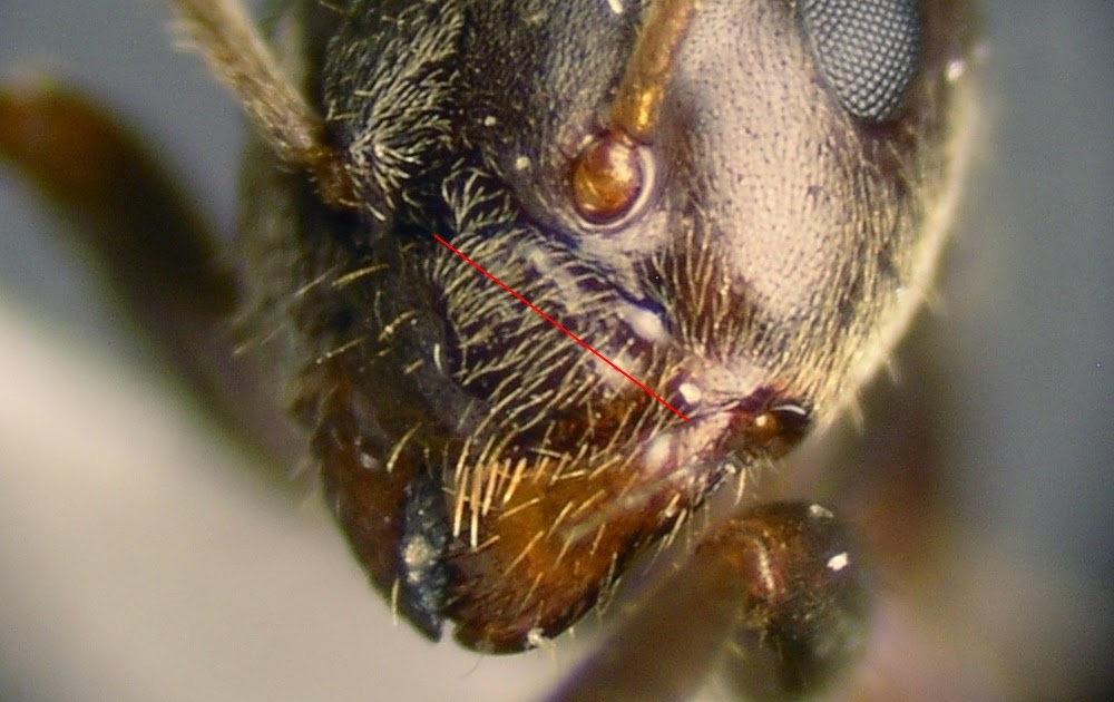 Sifolinia's AntBlog: Separating Lasius niger and Lasius platythorax workers