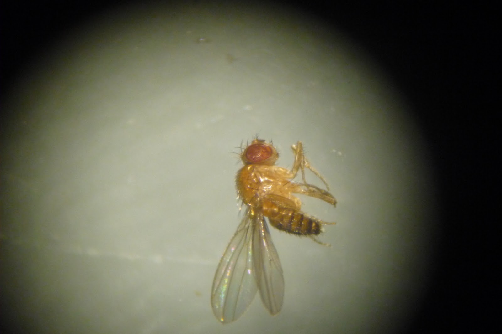 Mosca de la fruta (Drosophila melanogaster)