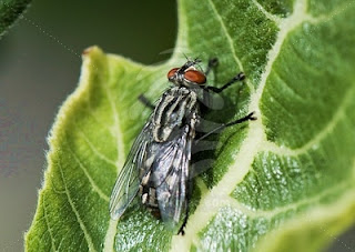 PARASITARIAS