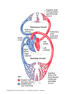 What's HAPpening?!: Systemic and Pulmonary Circulations