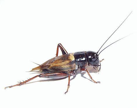 demasiadaredundancia: Saber la temperatura mediante el sonido de los ...