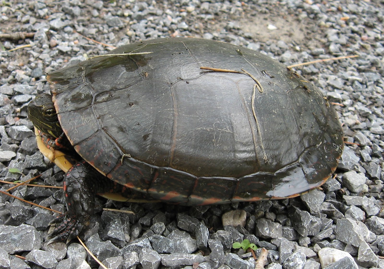 Tangled Web: Shell Game