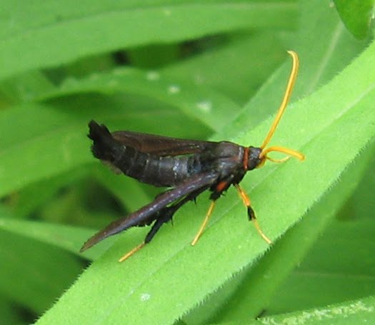 Tangled Web: Imitation is the sincerest form of flattery ...