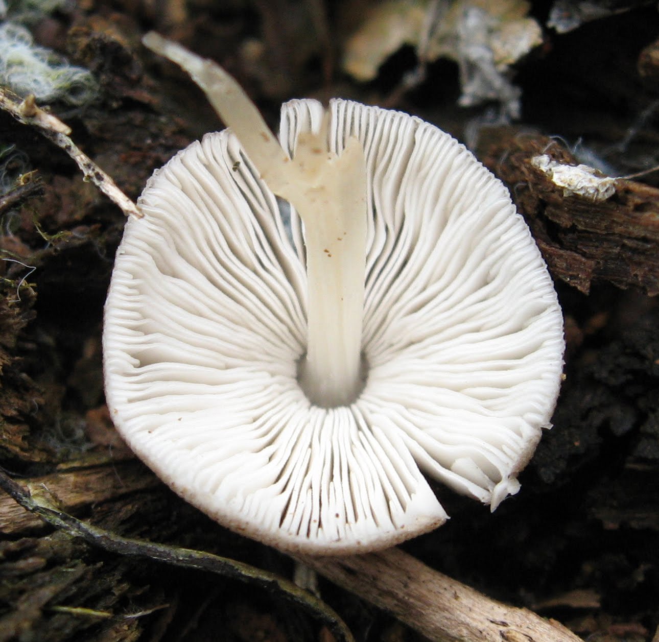 Tangled Web: A Few Fall Fungi