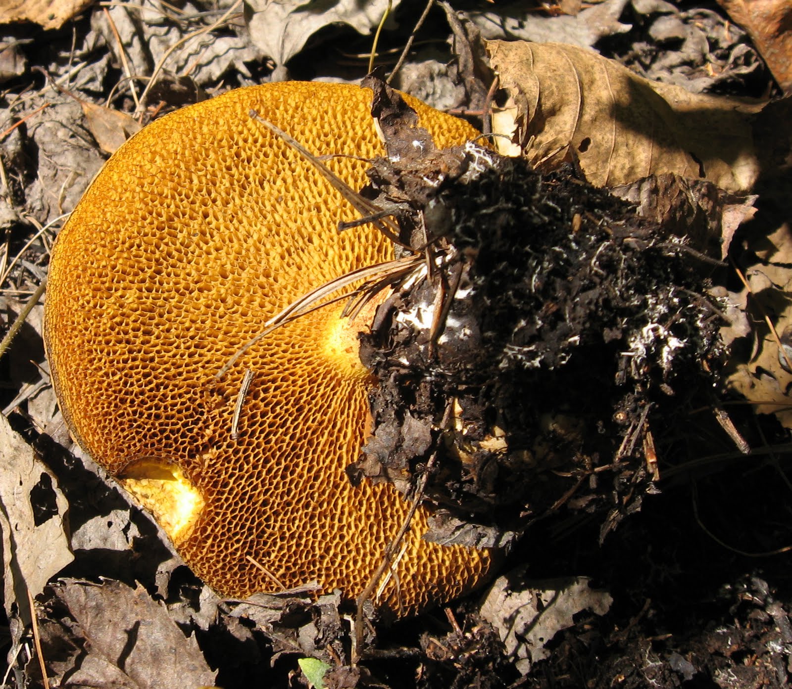 Tangled Web: A Few Fall Fungi