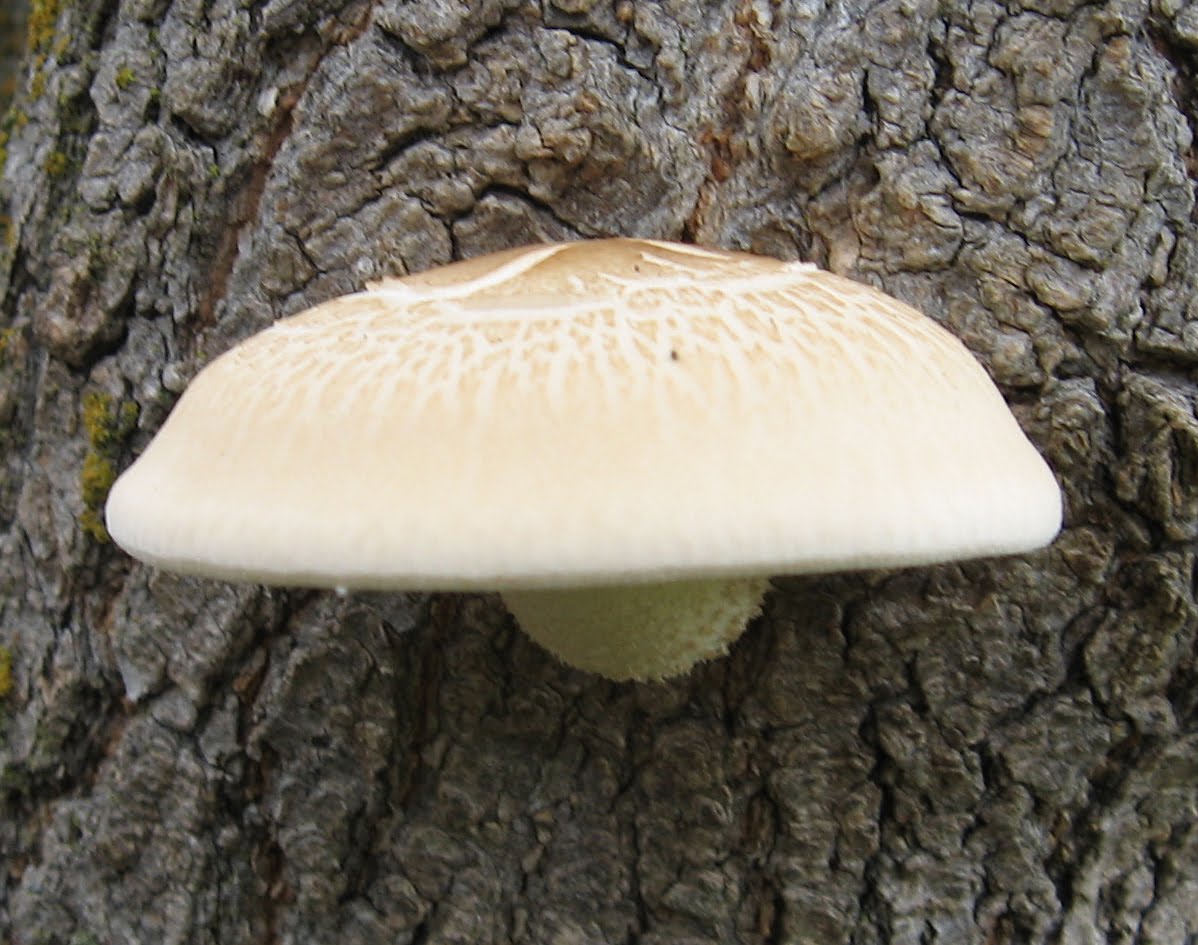 Tangled Web: A Few Fall Fungi