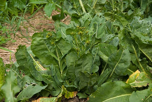 Riihivilla, Dyeing with natural dyes: Chinese Woad Kiinalainen morsinko