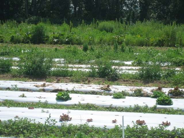 Wheat And Tomato: Four Town Farm