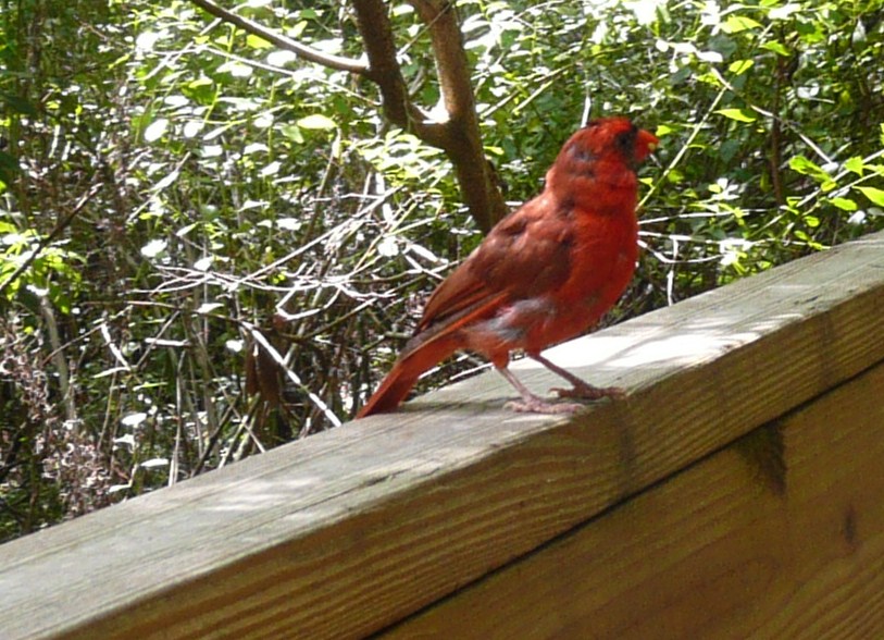 Florida Suncoast Birding: Carolina Chickadees - Pinellas County