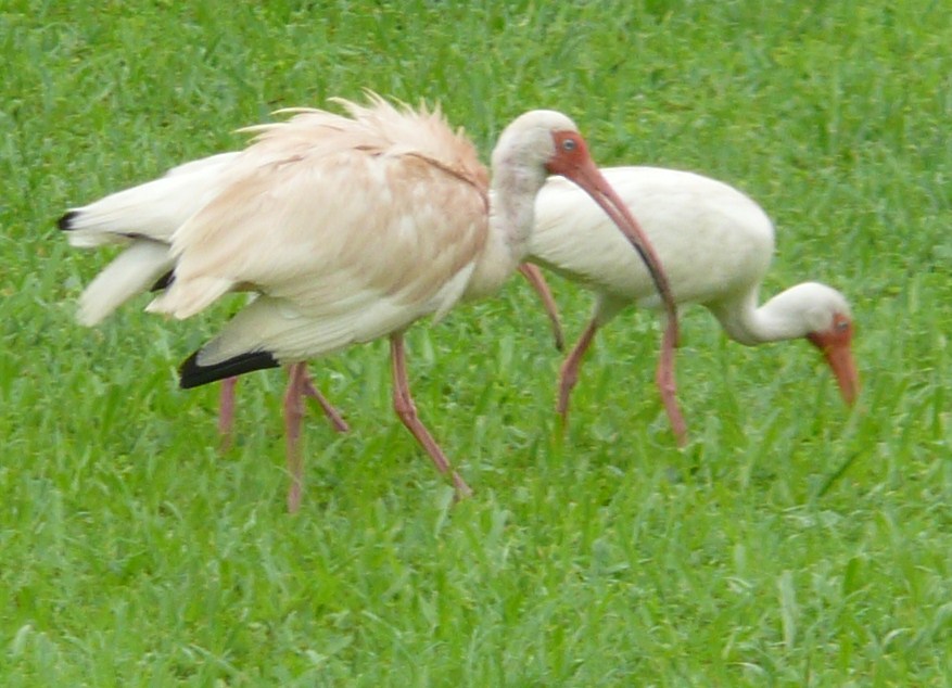 Florida Suncoast Birding: A Pink Ibis