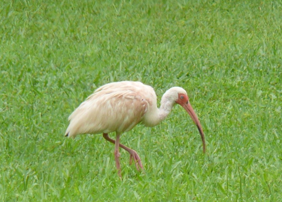 Florida Suncoast Birding: A Pink Ibis