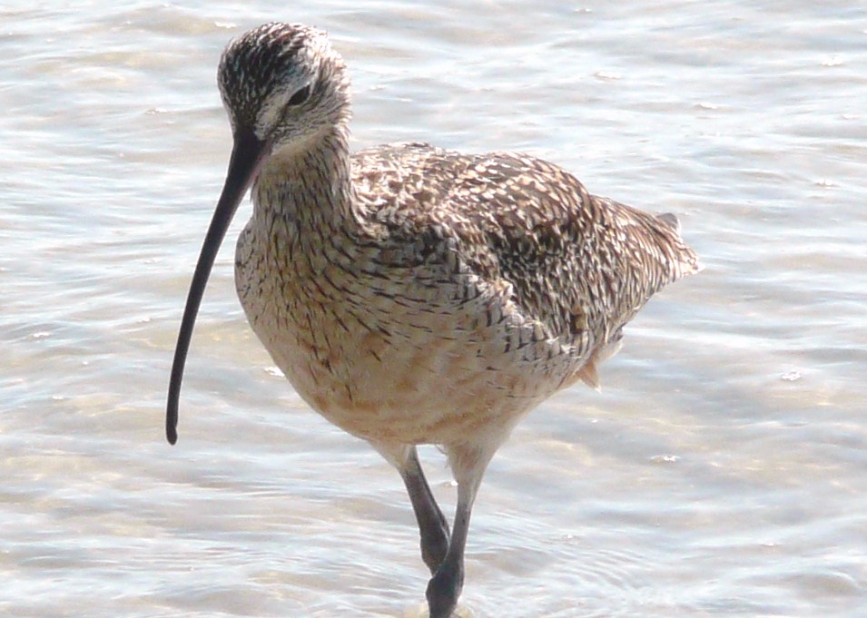 Florida Suncoast Birding: Long-billed Curlew - a Visit to Bunche Beach