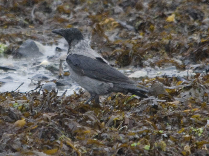 Greg's Blog: August 23, 2009: Galway, Cliffs of Moher, and Burren, Ireland