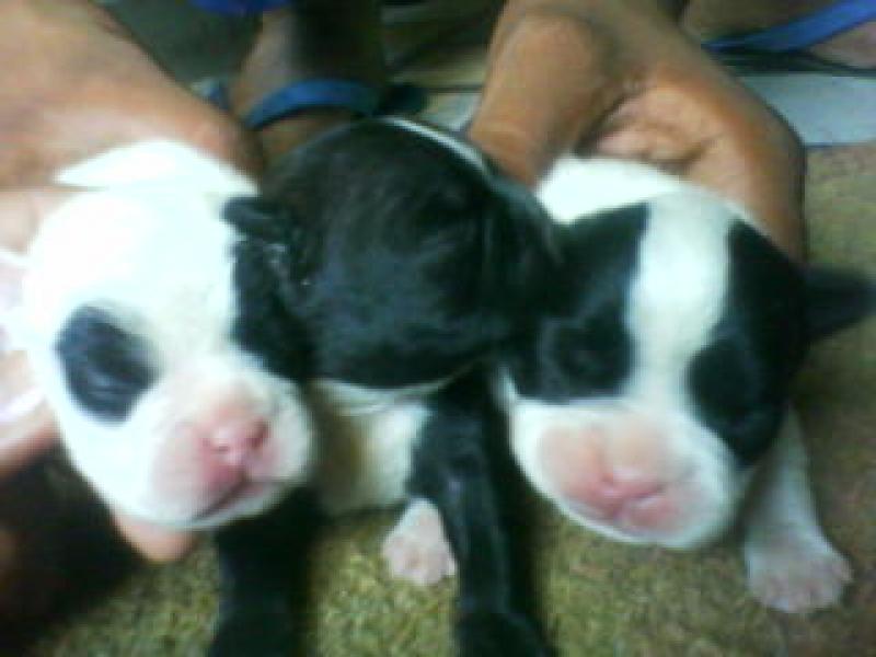Shinra Pets: Bull Dog Puppies