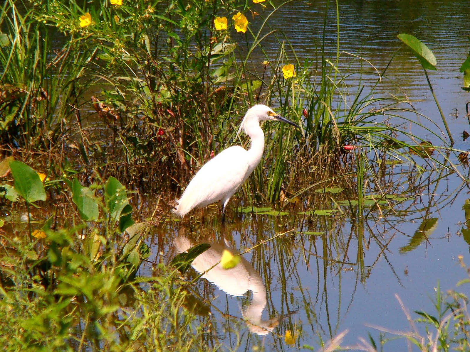 FotoDiario del Norte: Garza