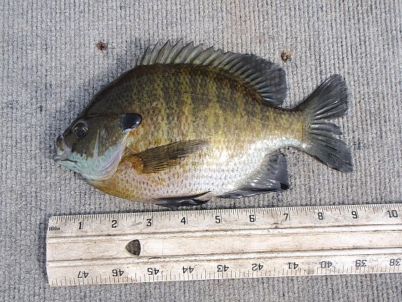 Casey's catch of the day: Fantastic week of fishing