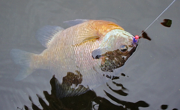 Casey's catch of the day: Fantastic week of fishing