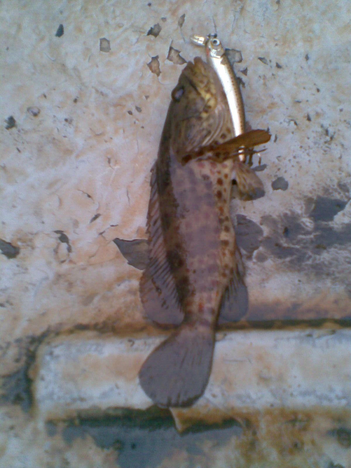 KB-ians anglers Team: Maria Meet Baby Cod