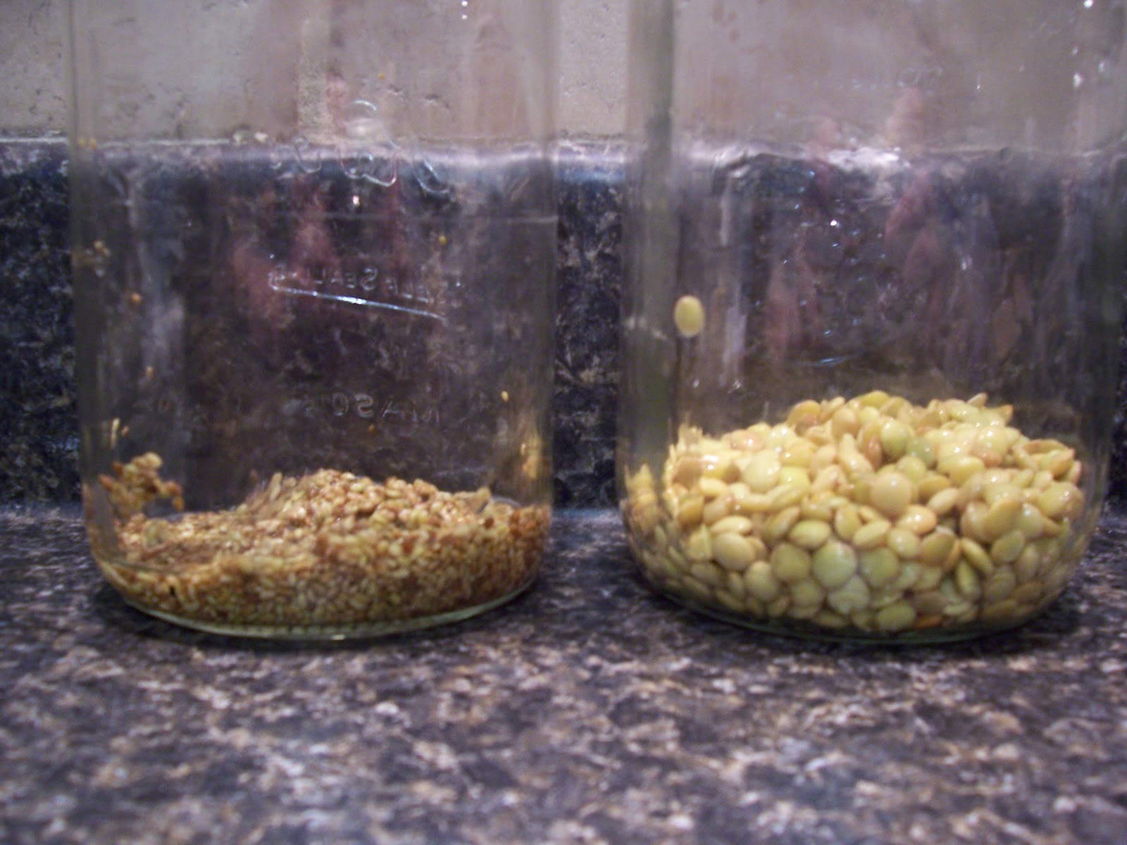 How to Sprout Seeds • The Prairie Homestead