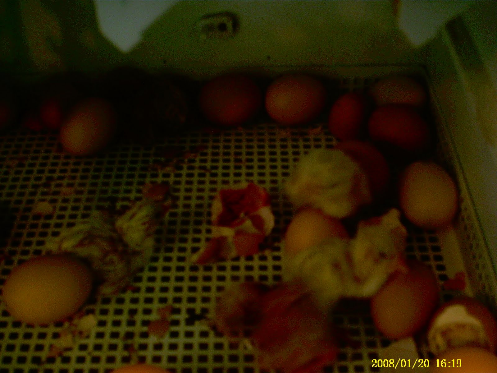 MYSYAHMIR: THE CHICKEN LEGACY