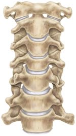 Quiropraxia ese arte: Columna Cervical
