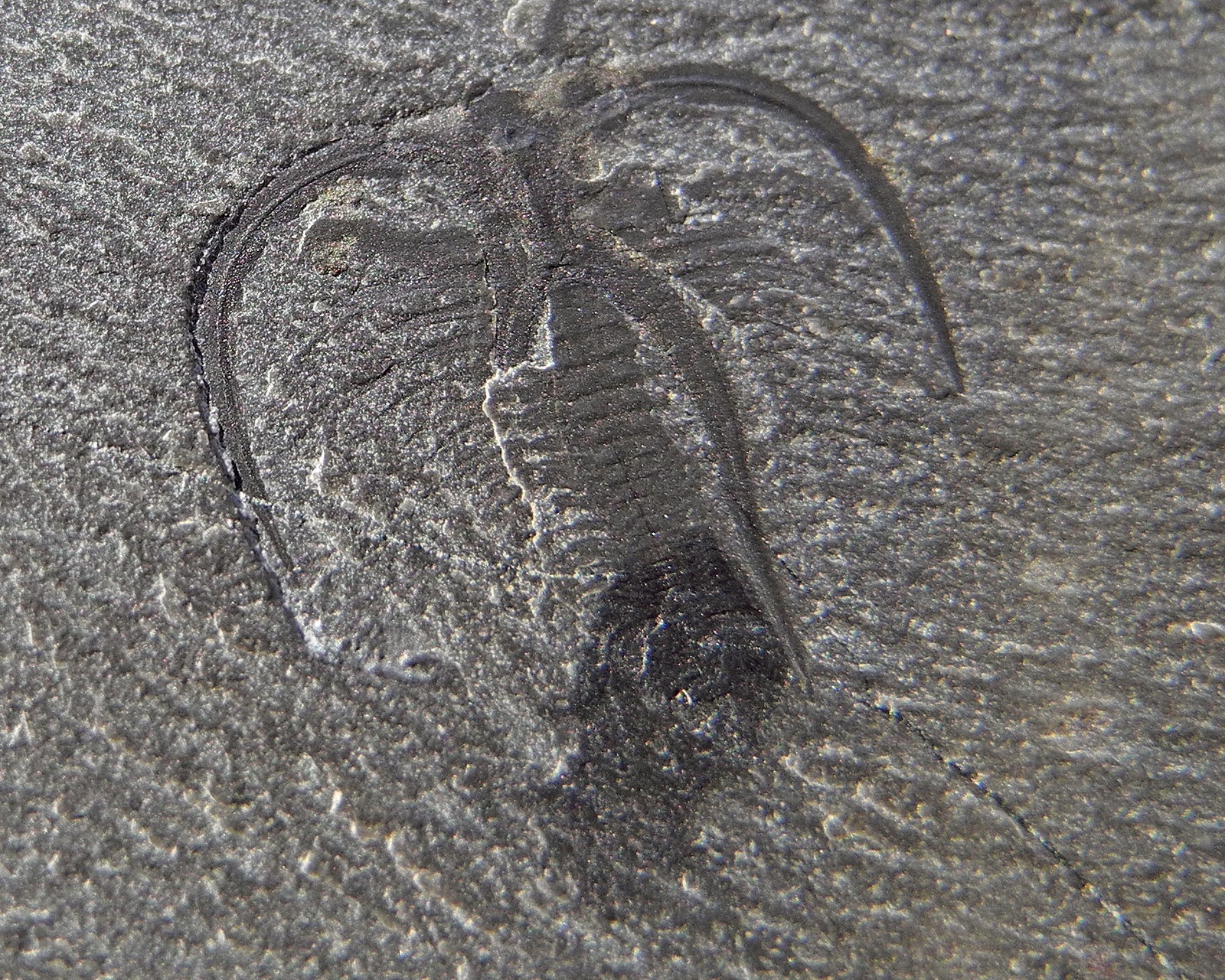 Written In Stone...seen through my lens: Burgess Shale Biota: The Lace ...