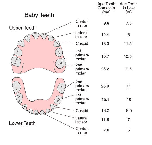 "By Word of Mouth": The Eruption and Shedding of the Teeth