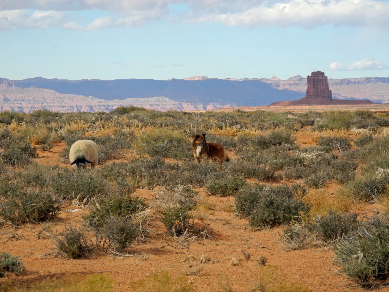 Written In Stone...seen through my lens: “Sheep is life” According to ...