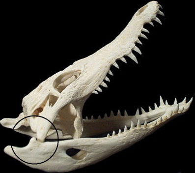 "By Word of Mouth": Incredible Tales of Dental Evolution Part I: The ...