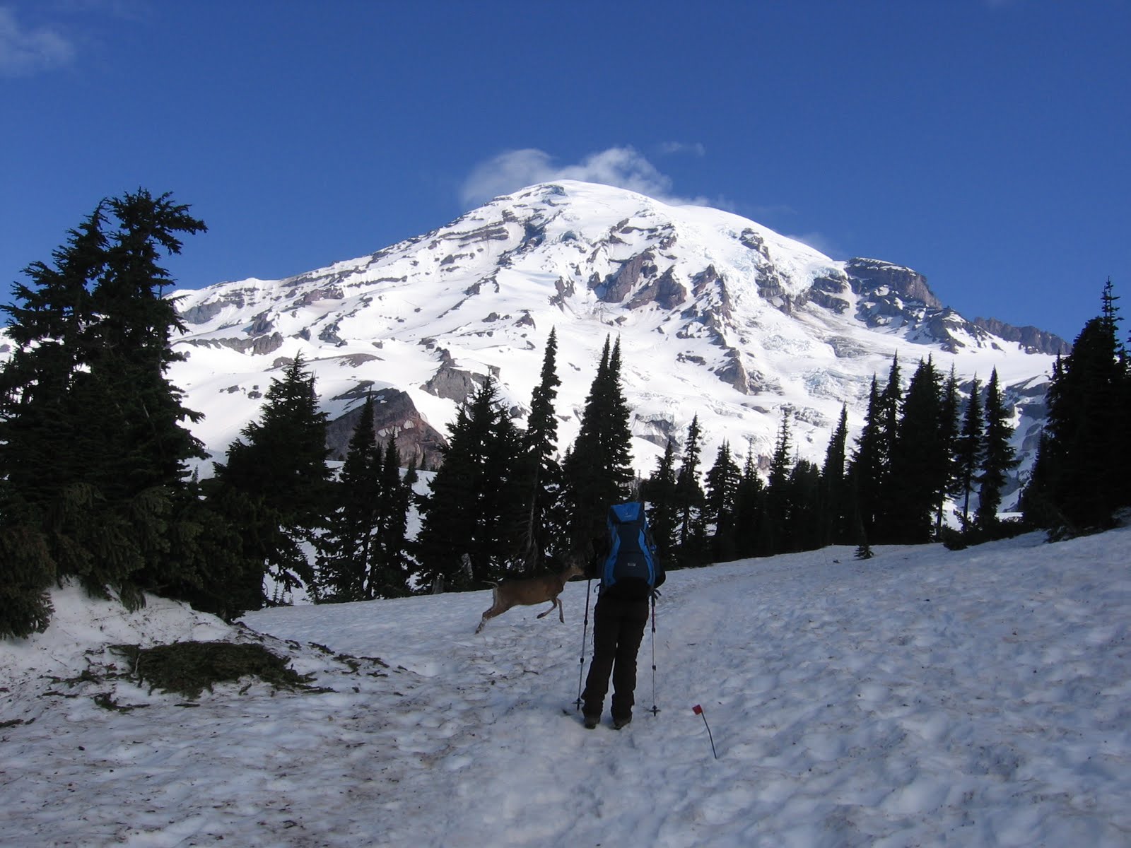 Rainier for Research: Hike 12: Paradise to Camp Muir