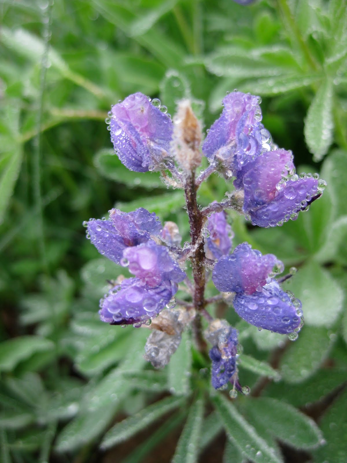 Rainier for Research: The Climb to Fight Breast Cancer: Mt. Rainier!