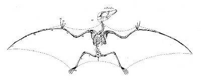 The Pterosaur Database: Discovering Pterosaur flight - Part 1