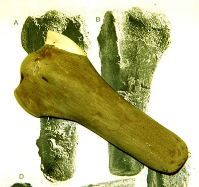 The Pterosaur Database: Australian Pterosaurs