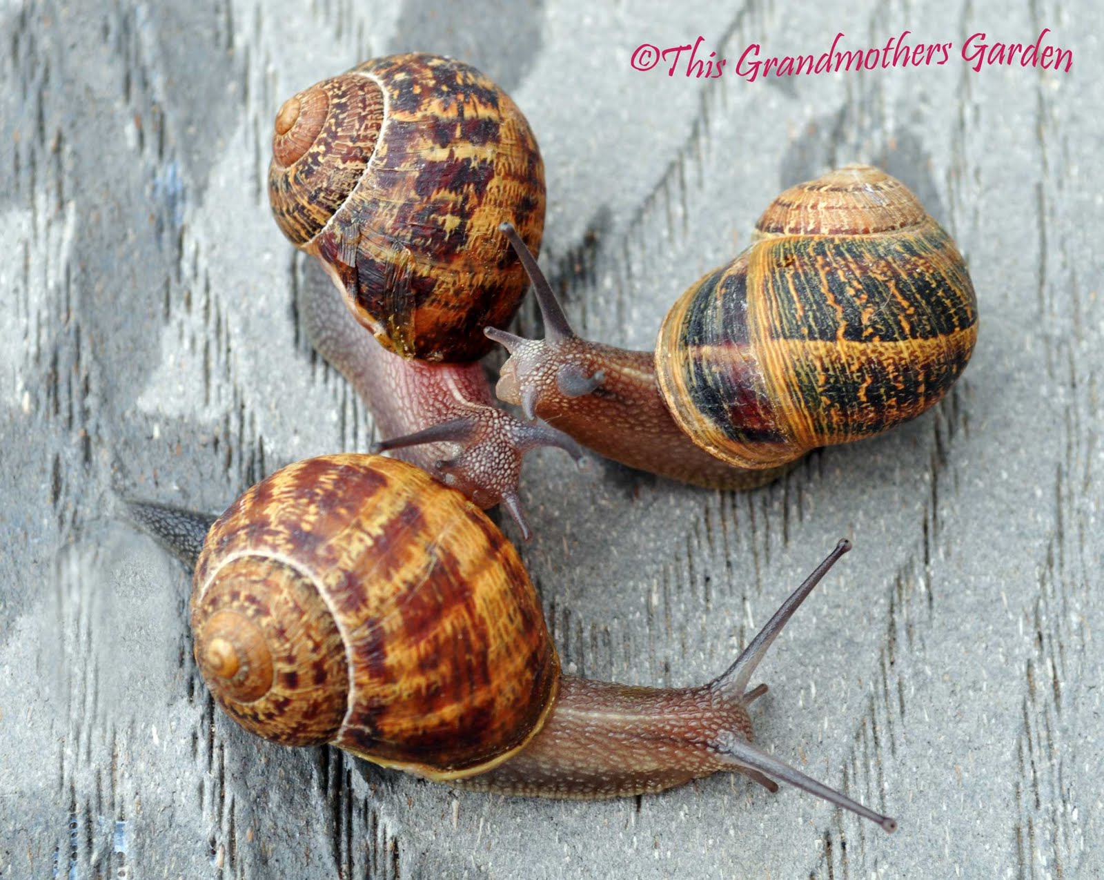 This Grandmother's Garden: We're going on a snail hunt!