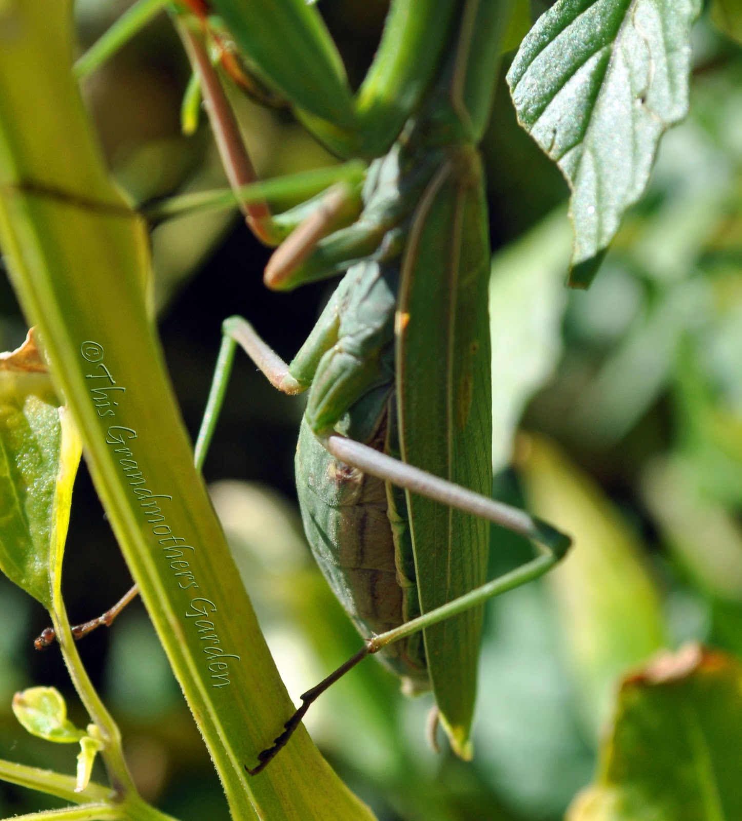 This Grandmother's Garden: What Creature Lies Within?