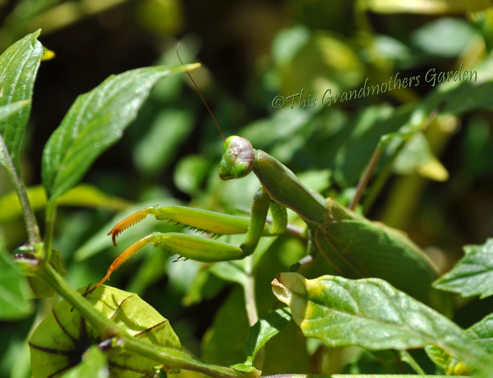 This Grandmother's Garden: What Creature Lies Within?