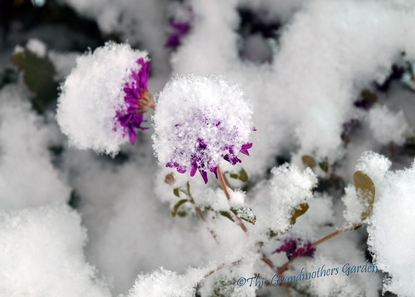 This Grandmother's Garden: October 2010