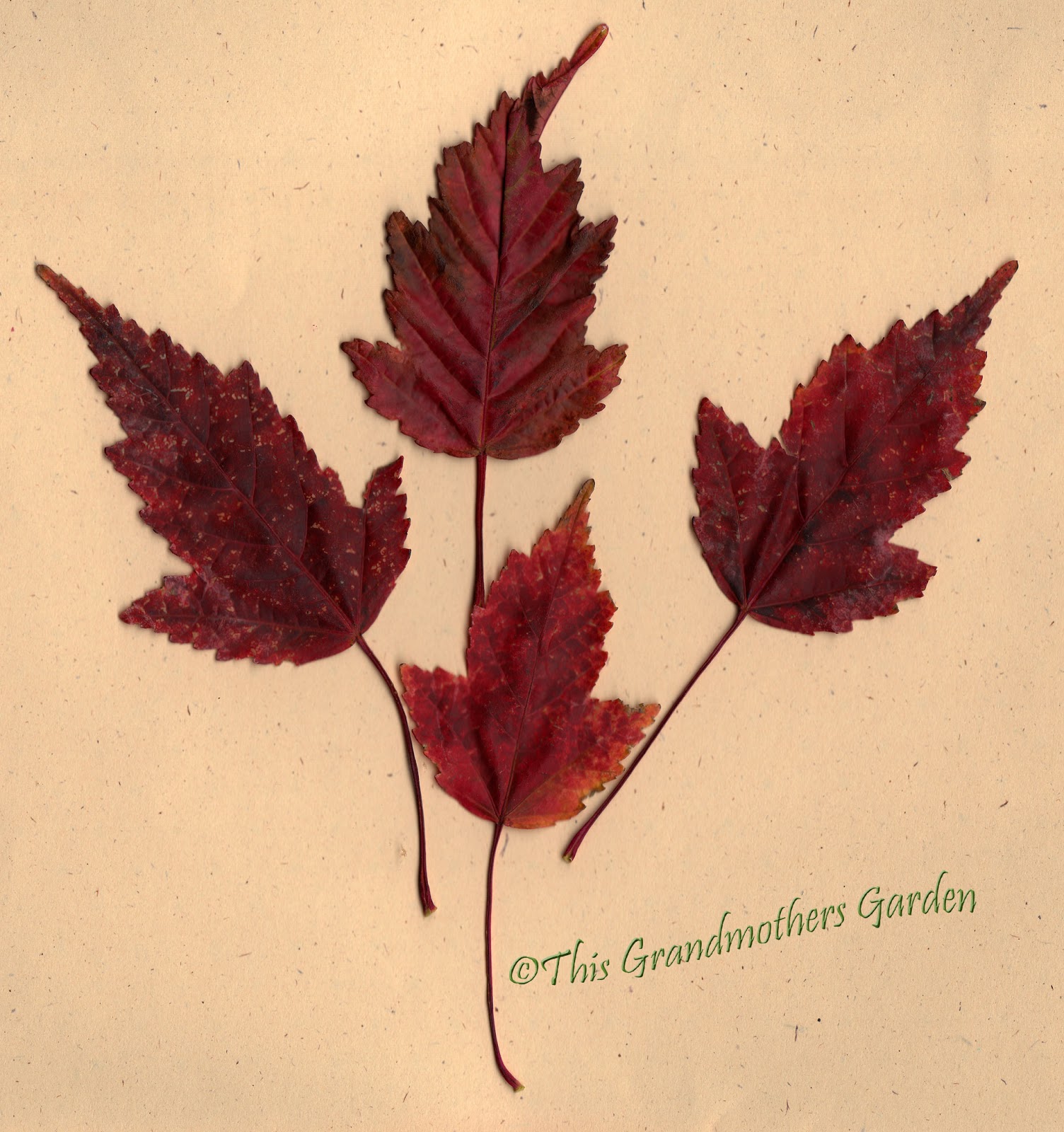 This Grandmother's Garden: Simply Amazing...