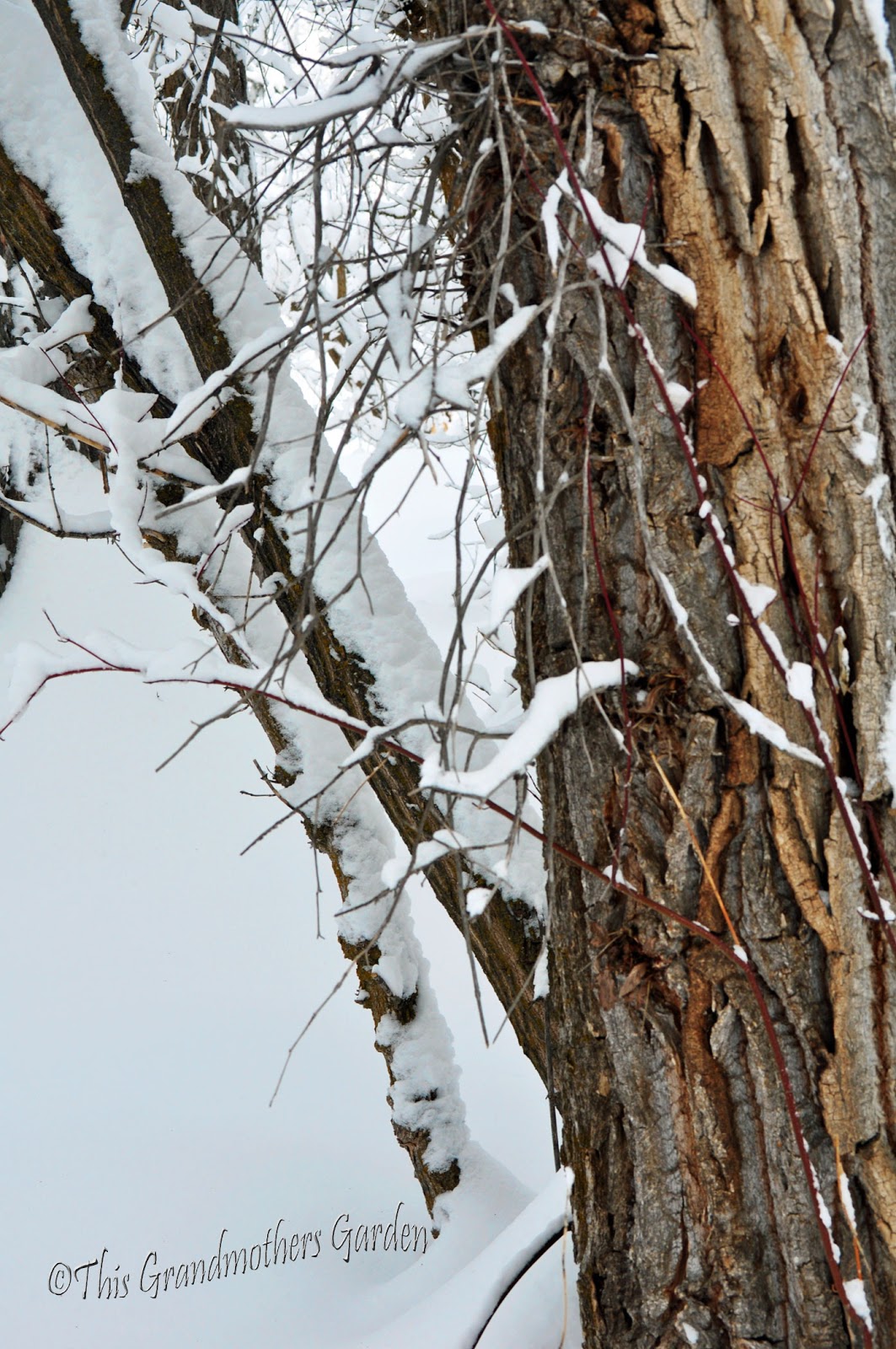 This Grandmother's Garden: Through the Woods on Snowshoes...