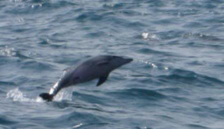 Playing with Dolphin at Teluk Kiluan - Lampung, Indonesia ...