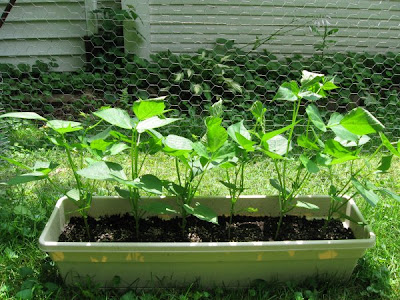 The Garden in my Back Yard: Kitchen King Garden Bean...