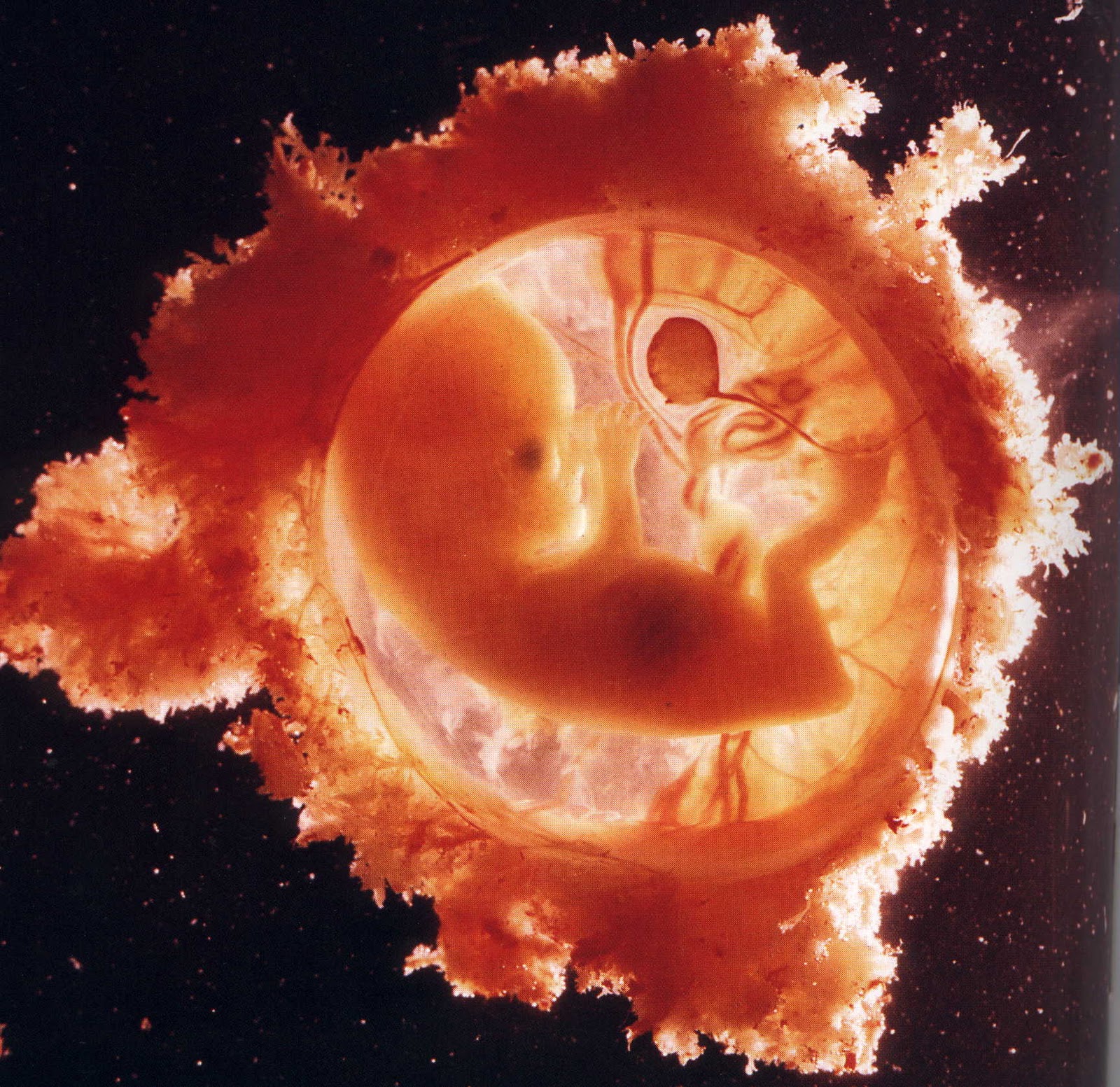 EduMission: Science: Pregnancy and Foetal Development
