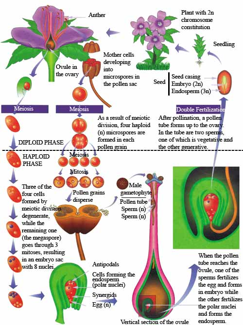 Meddies Blogg: STRUCTURE AND FORMATION OF A SEED