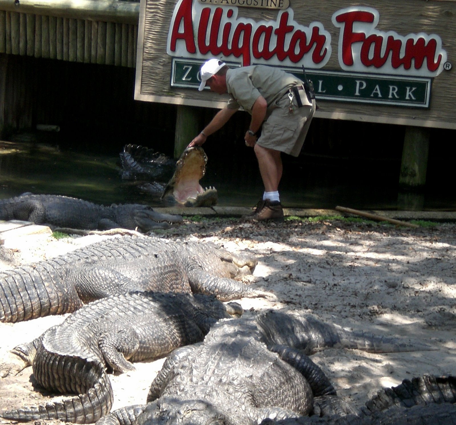 Barefoot Cowboys: Few Pictures of Our Visit to a Alligator Farm