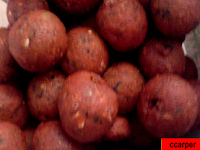 Carp fishing tackle: Carp boilie recipe