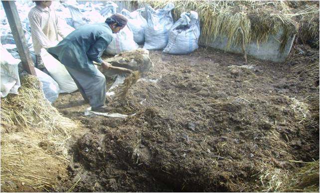 TERNAK RUMINANSIA: Proses Pembuatan Kompos